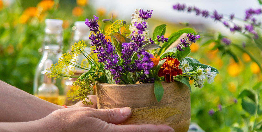 Plante medicinale - Exclusive Magazin